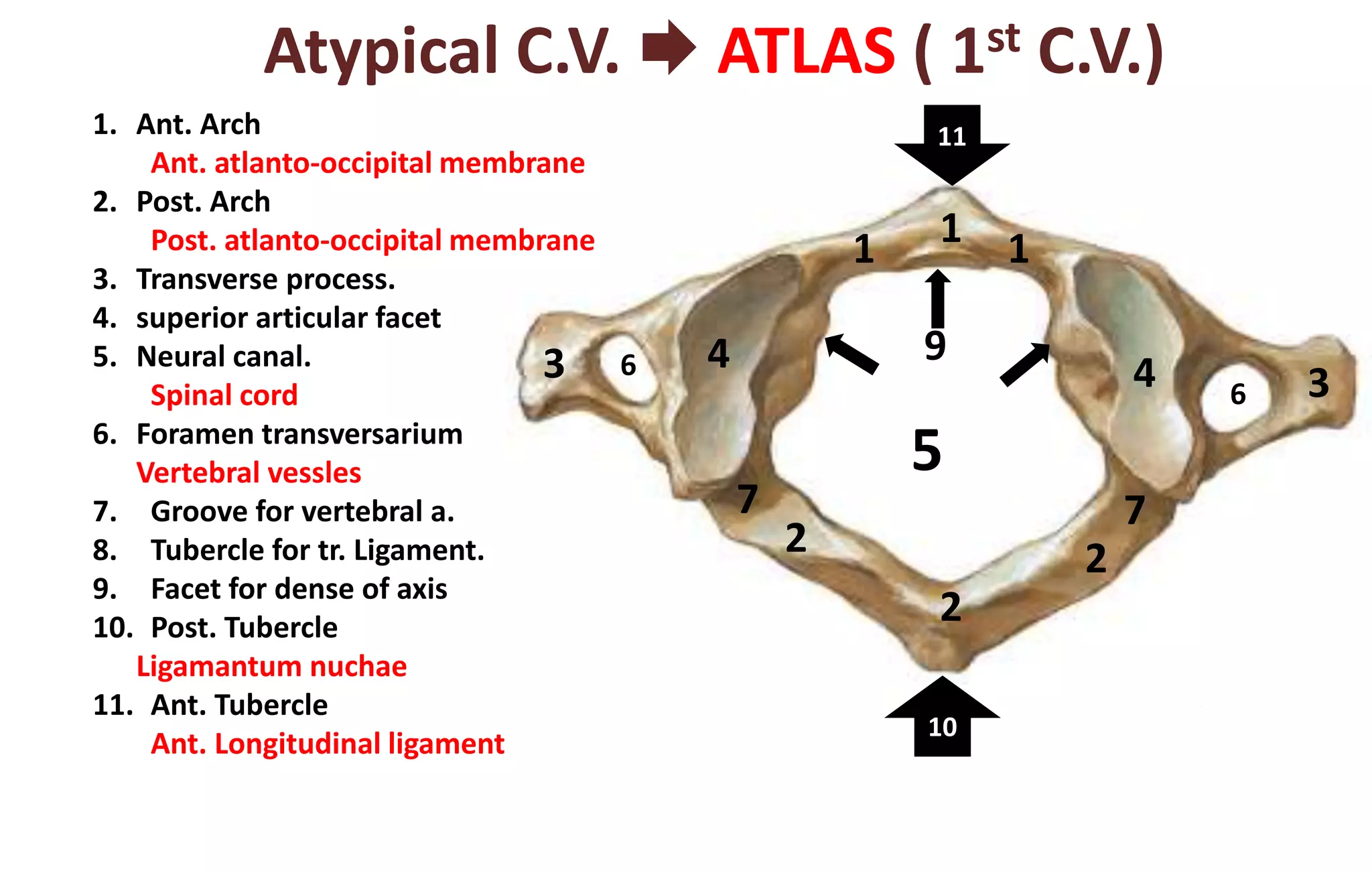 skeleton on head + bony features of cervical vertebrae 2018 | PPTX