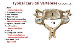 skeleton on head + bony features of cervical vertebrae 2018 | PPTX