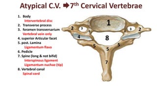 skeleton on head + bony features of cervical vertebrae 2018 | PPTX