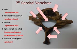 skeleton on head + bony features of cervical vertebrae 2018 | PPTX