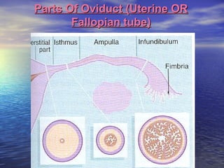 07-female reproductive system 120.powerpoint | PPT