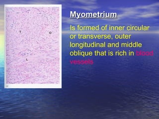 07-female reproductive system 120.powerpoint | PPT