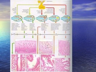07-female reproductive system 120.powerpoint | PPT