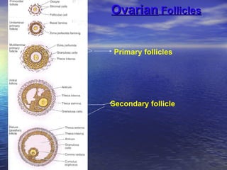 07-female reproductive system 120.powerpoint | PPT