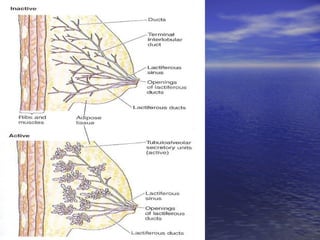 07-female reproductive system 120.powerpoint | PPT