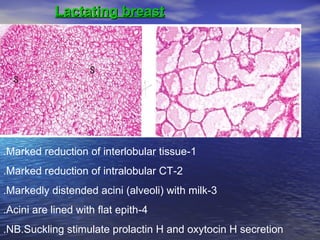 07-female reproductive system 120.powerpoint | PPT