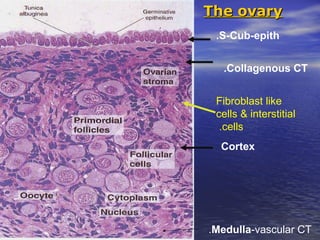 07-female reproductive system 120.powerpoint | PPT