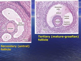 07-female reproductive system 120.powerpoint | PPT