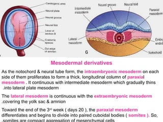 07 - mesodermal developmental biology.ppt