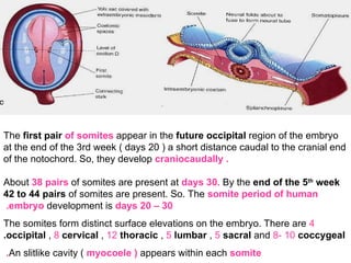 07 - mesodermal developmental biology.ppt