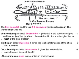 07 - mesodermal developmental biology.ppt