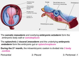 07 - mesodermal developmental biology.ppt