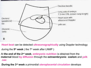 07 - mesodermal developmental biology.ppt