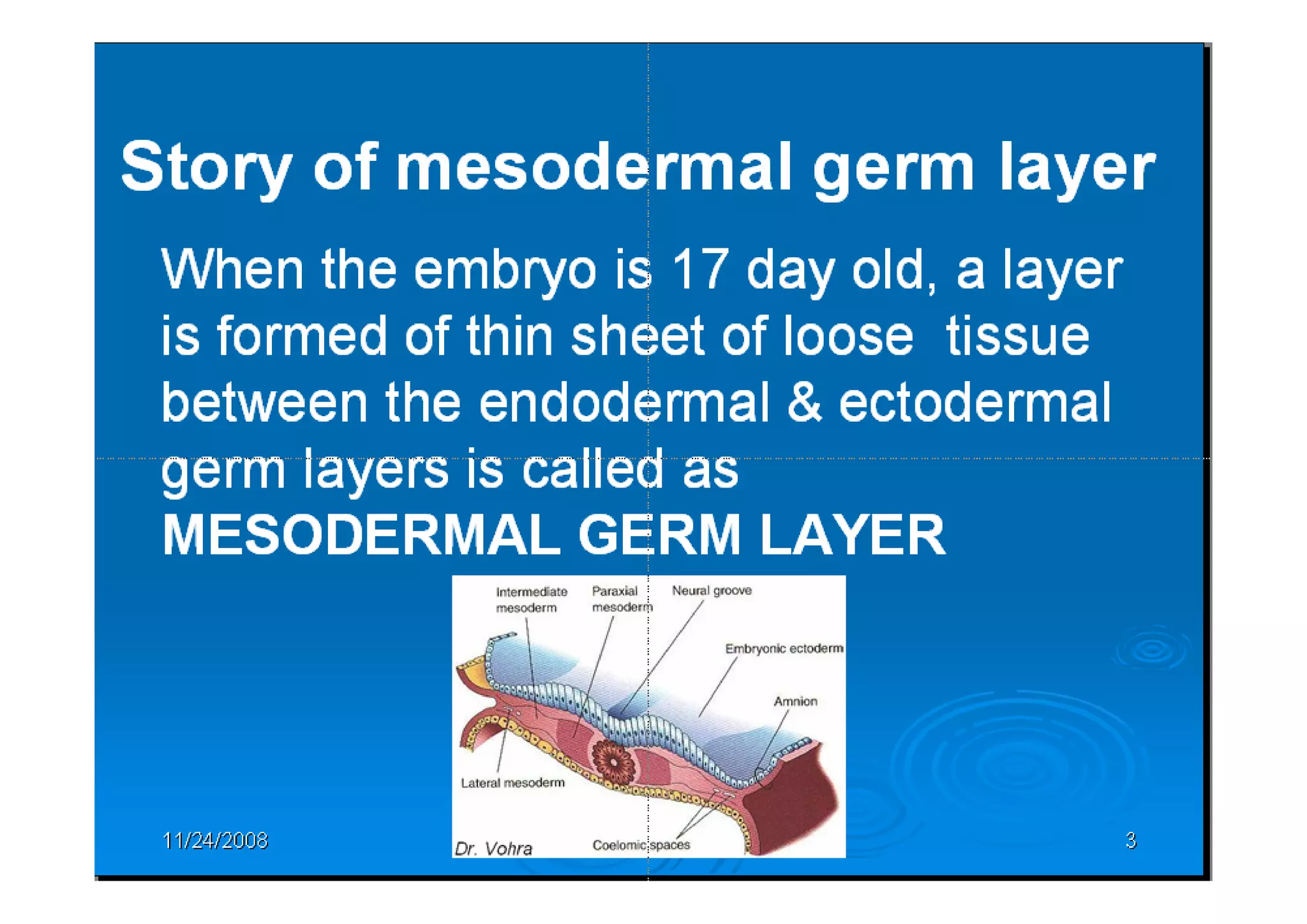 mesoderm derivatives | PDF