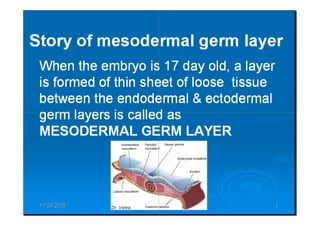 mesoderm derivatives | PDF