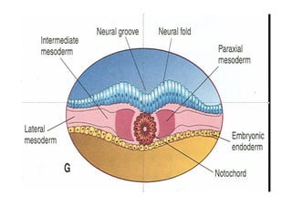 mesoderm derivatives | PDF