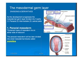 mesoderm derivatives | PDF