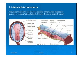 mesoderm derivatives | PDF