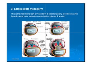 mesoderm derivatives | PDF