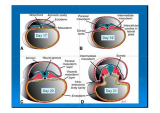 mesoderm derivatives | PDF