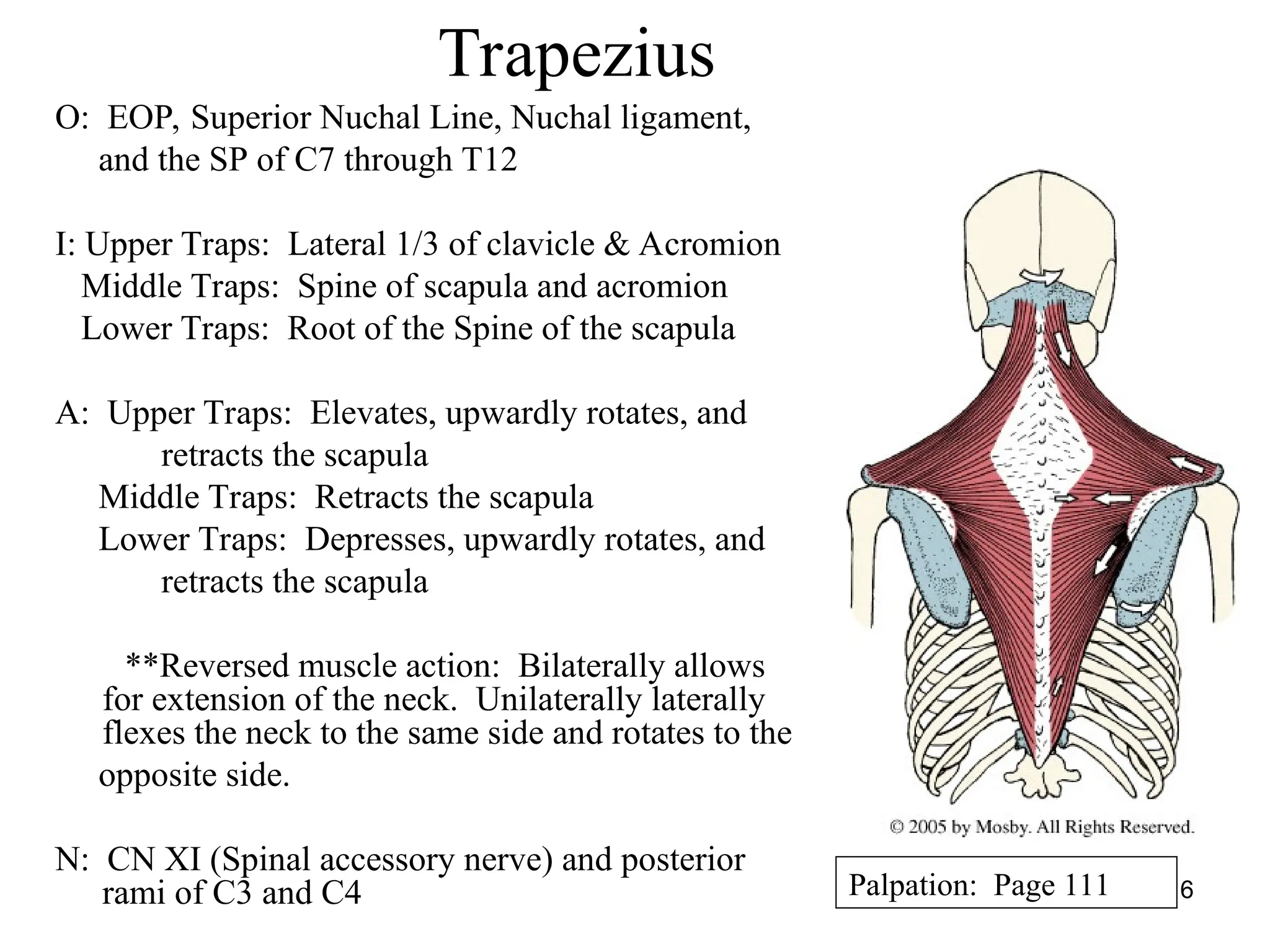 07-Muscles-of-Posterior-Neck-1.ppt insertion amd origine | PPT