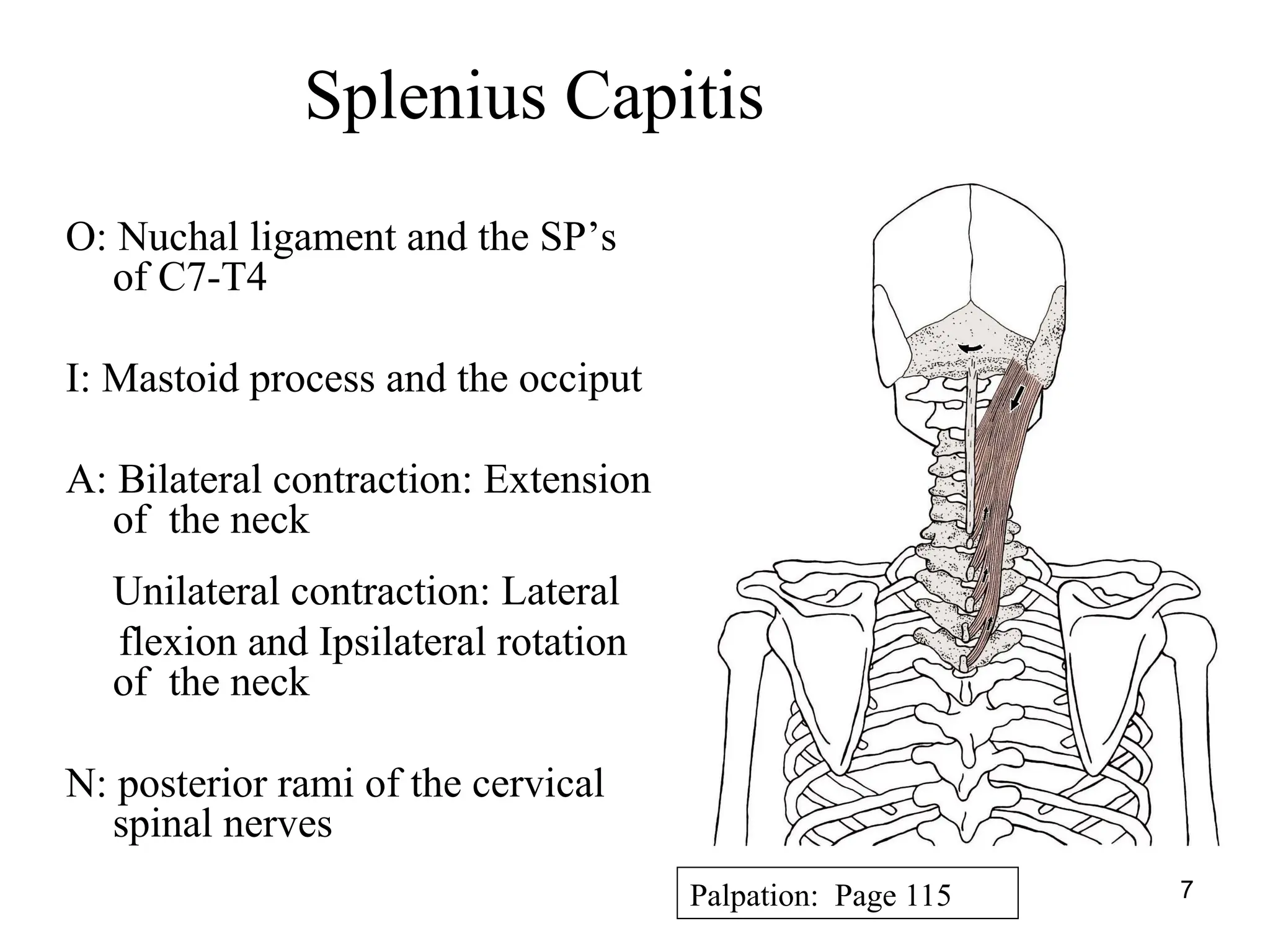 07-Muscles-of-Posterior-Neck-1.ppt insertion amd origine | PPT