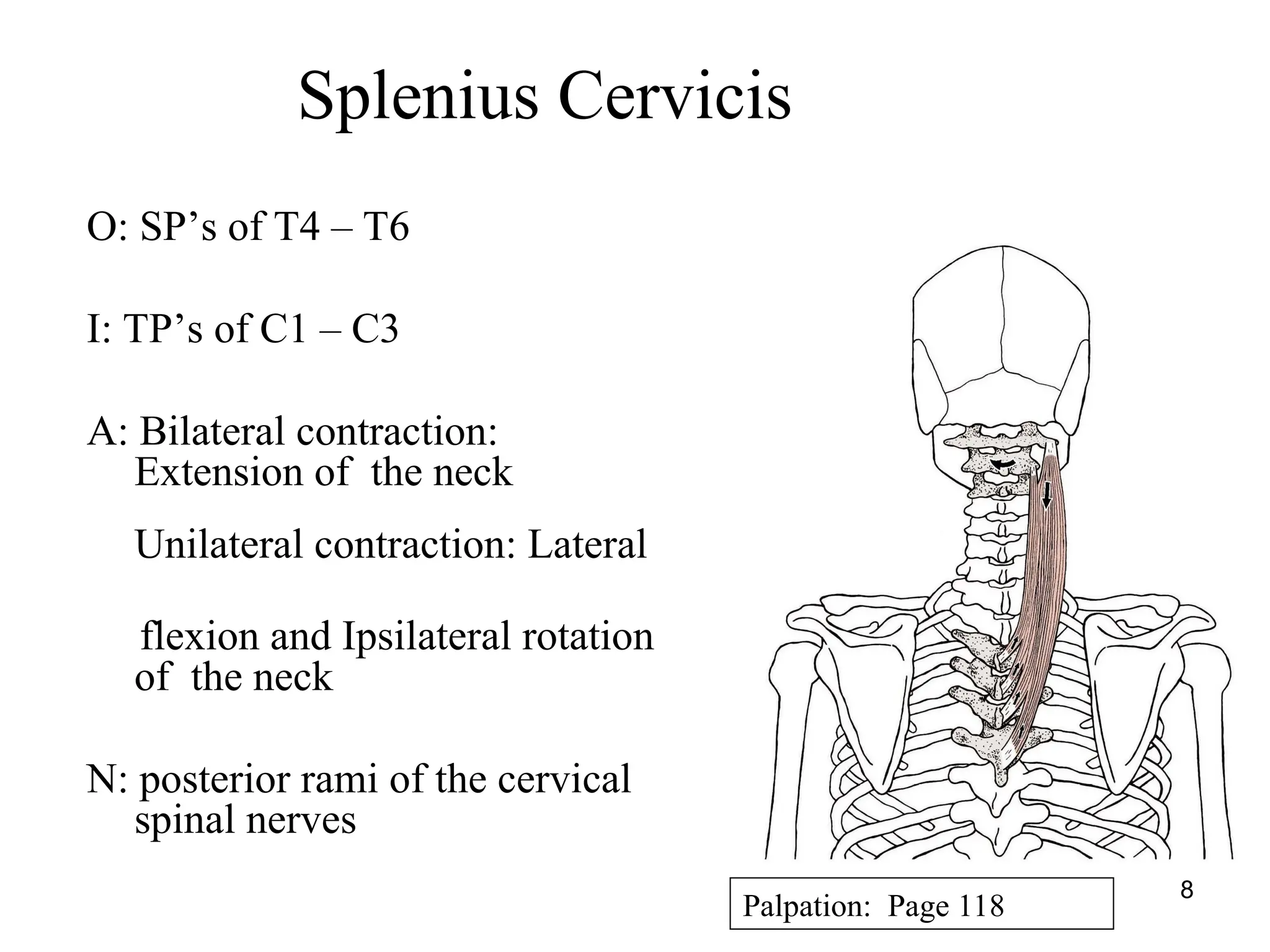 07-Muscles-of-Posterior-Neck-1.ppt insertion amd origine | PPT