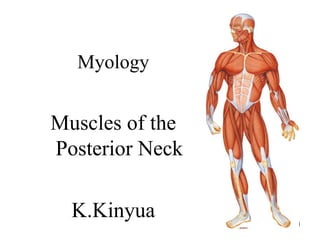 07-Muscles-of-Posterior-Neck-1.ppt insertion amd origine | PPT