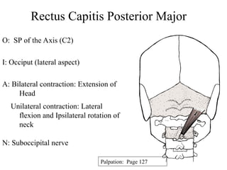 07-Muscles-of-Posterior-Neck-1.ppt insertion amd origine | PPT