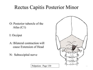07-Muscles-of-Posterior-Neck-1.ppt insertion amd origine | PPT