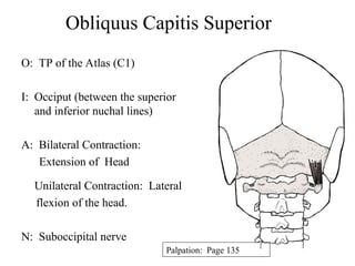 07-Muscles-of-Posterior-Neck-1.ppt insertion amd origine | PPT