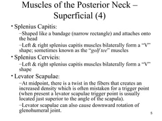 07-Muscles-of-Posterior-Neck-1.ppt insertion amd origine | PPT