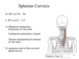07-Muscles-of-Posterior-Neck-1.ppt insertion amd origine | PPT