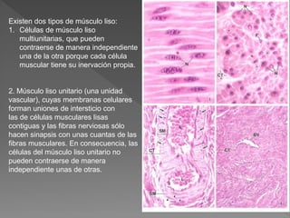 histologia del musculos.pppt medicina histologia | PPT