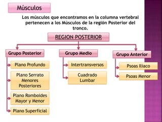 Músculos. Tronco | PPSX