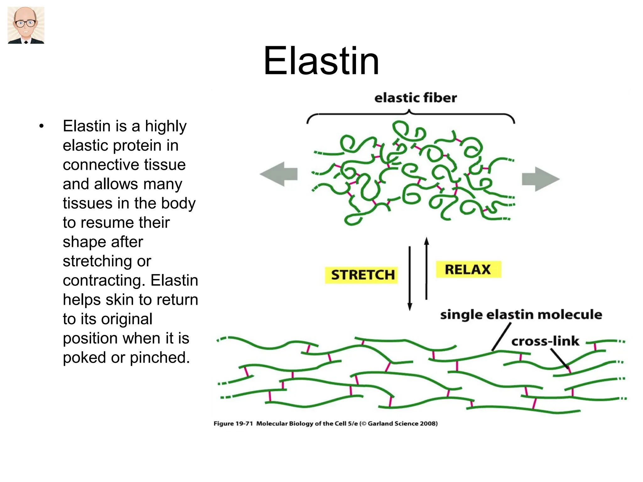 Biology-lesson -Edexcel-ALevel-proteins-pdf | PDF