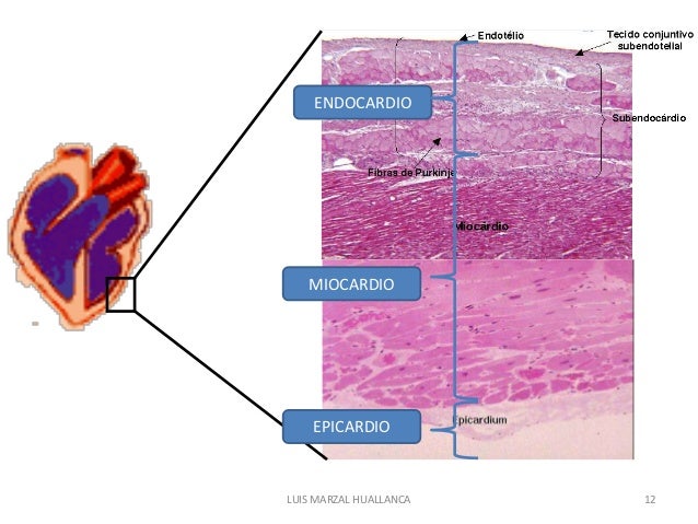 07. sistema circulatorio colegio