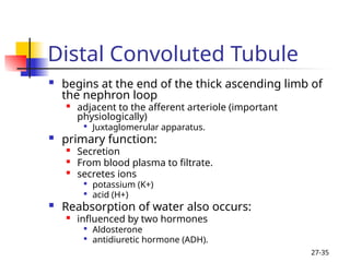 Comprehensive Overview of the Human Urinary System: Anatomy and ...
