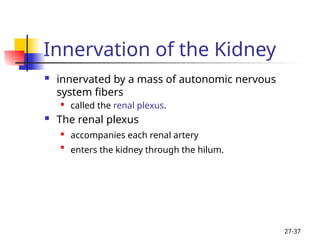 Comprehensive Overview of the Human Urinary System: Anatomy and ...
