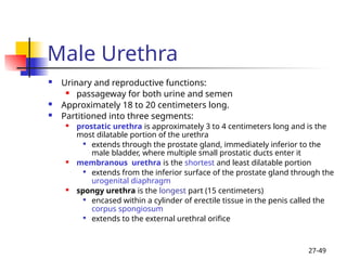 Comprehensive Overview of the Human Urinary System: Anatomy and ...