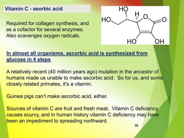07 - Vitamins.ppt
