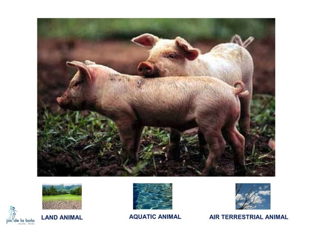 WHERE DO ANIMALS LIVE? | PPS | Fish and Aquariums | Pets