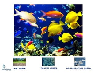WHERE DO ANIMALS LIVE? | PPS