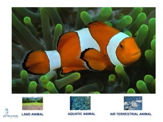 WHERE DO ANIMALS LIVE? | PPS