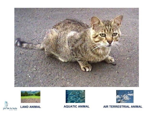 WHERE DO ANIMALS LIVE? | PPS | Fish and Aquariums | Pets