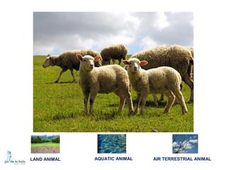 WHERE DO ANIMALS LIVE? | PPS | Fish and Aquariums | Pets