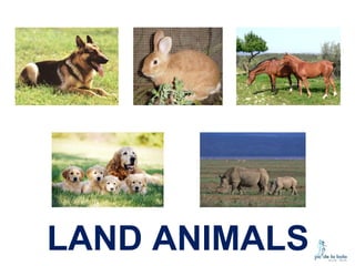 Mammals That Live On Land