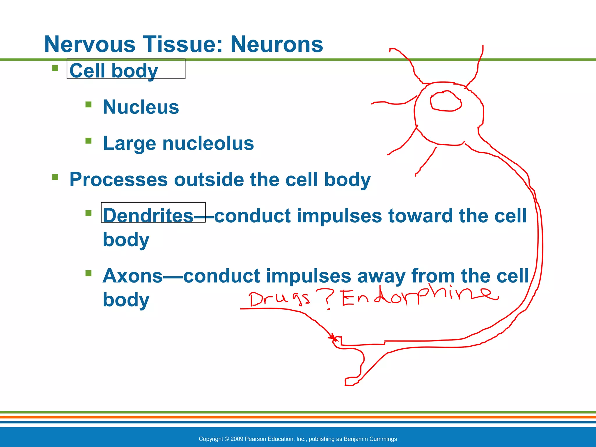 Nervous System Notes A | PPT