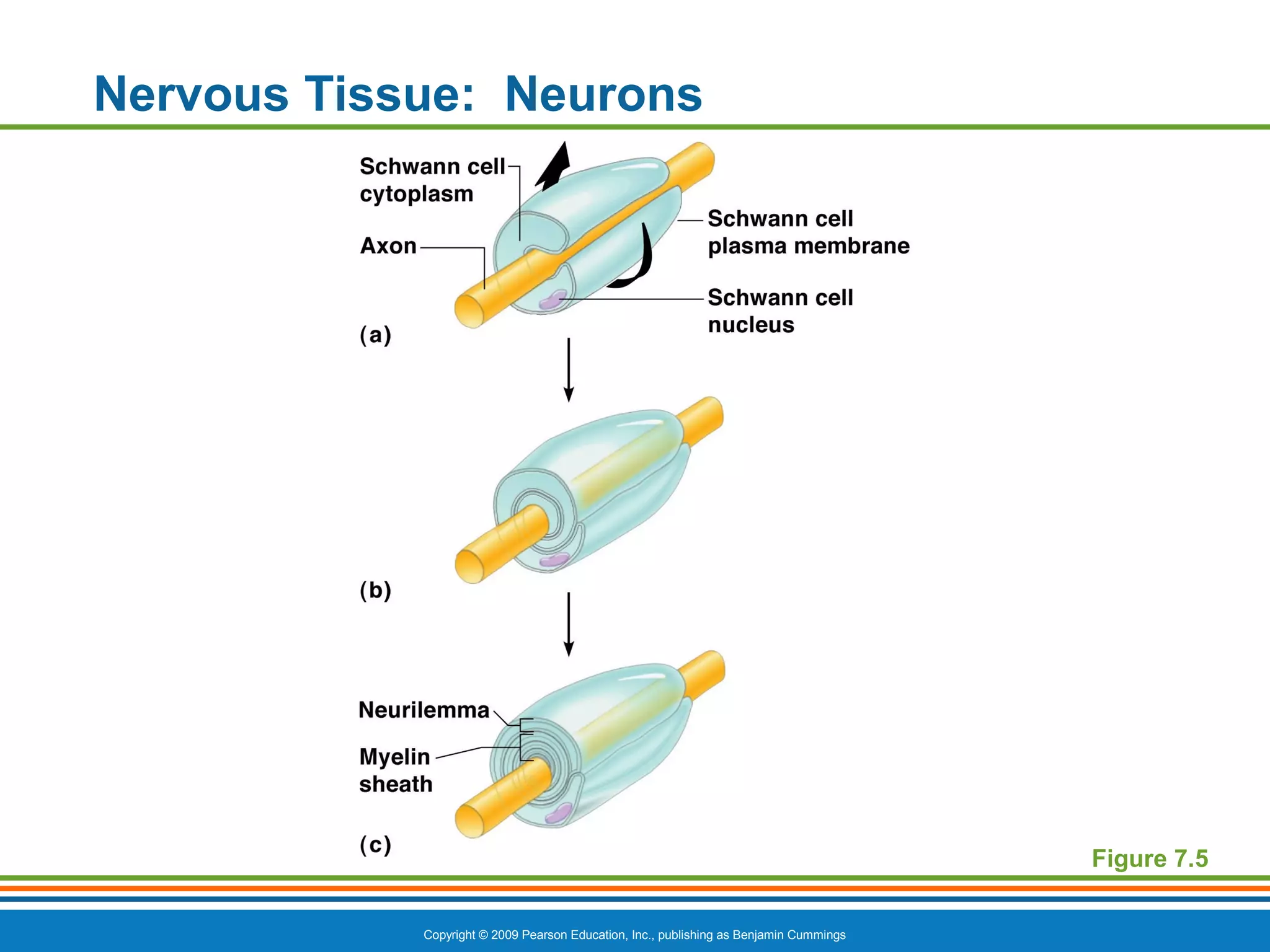Nervous System Notes A | PPT