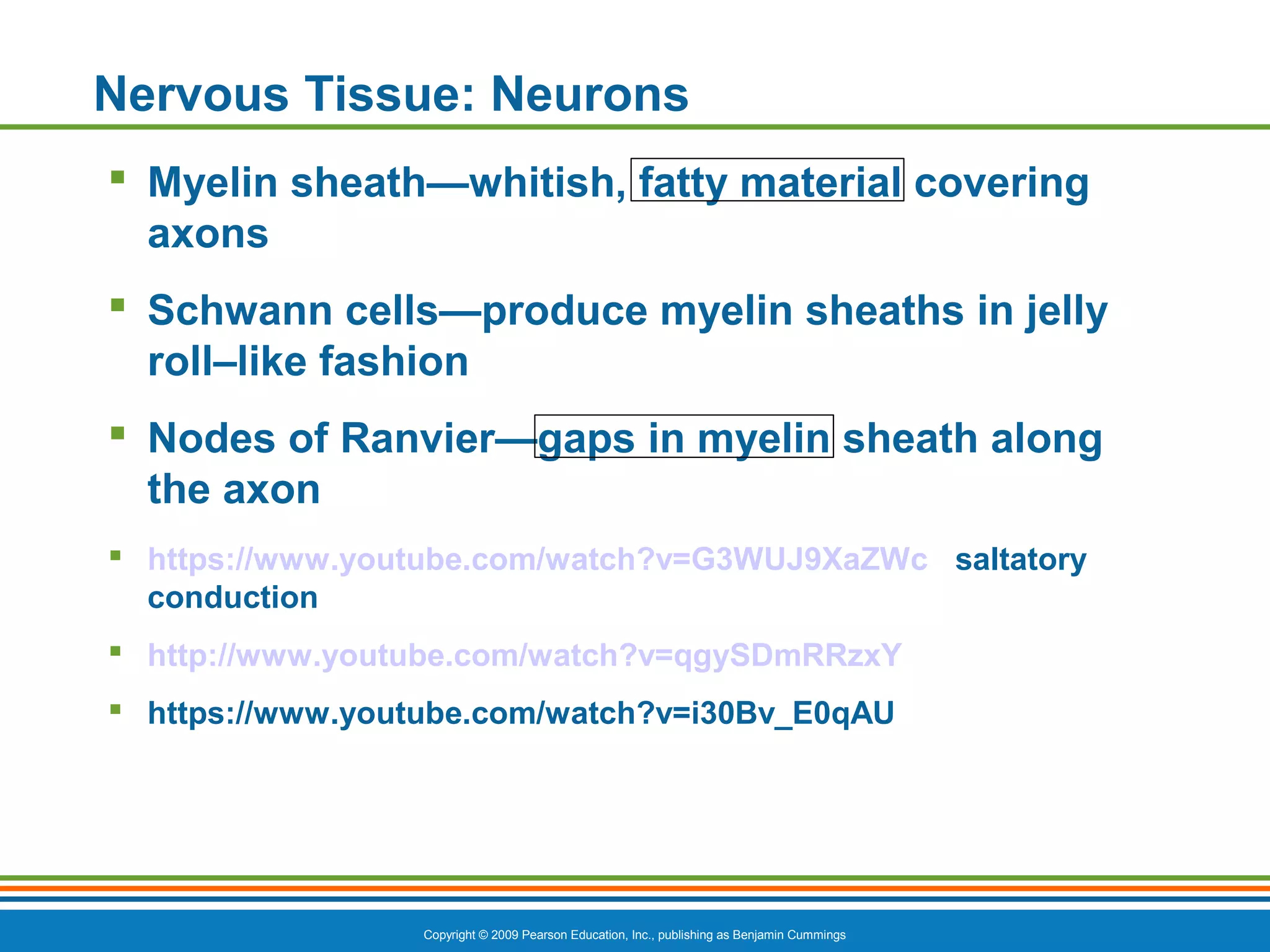 Nervous System Notes A | PPT